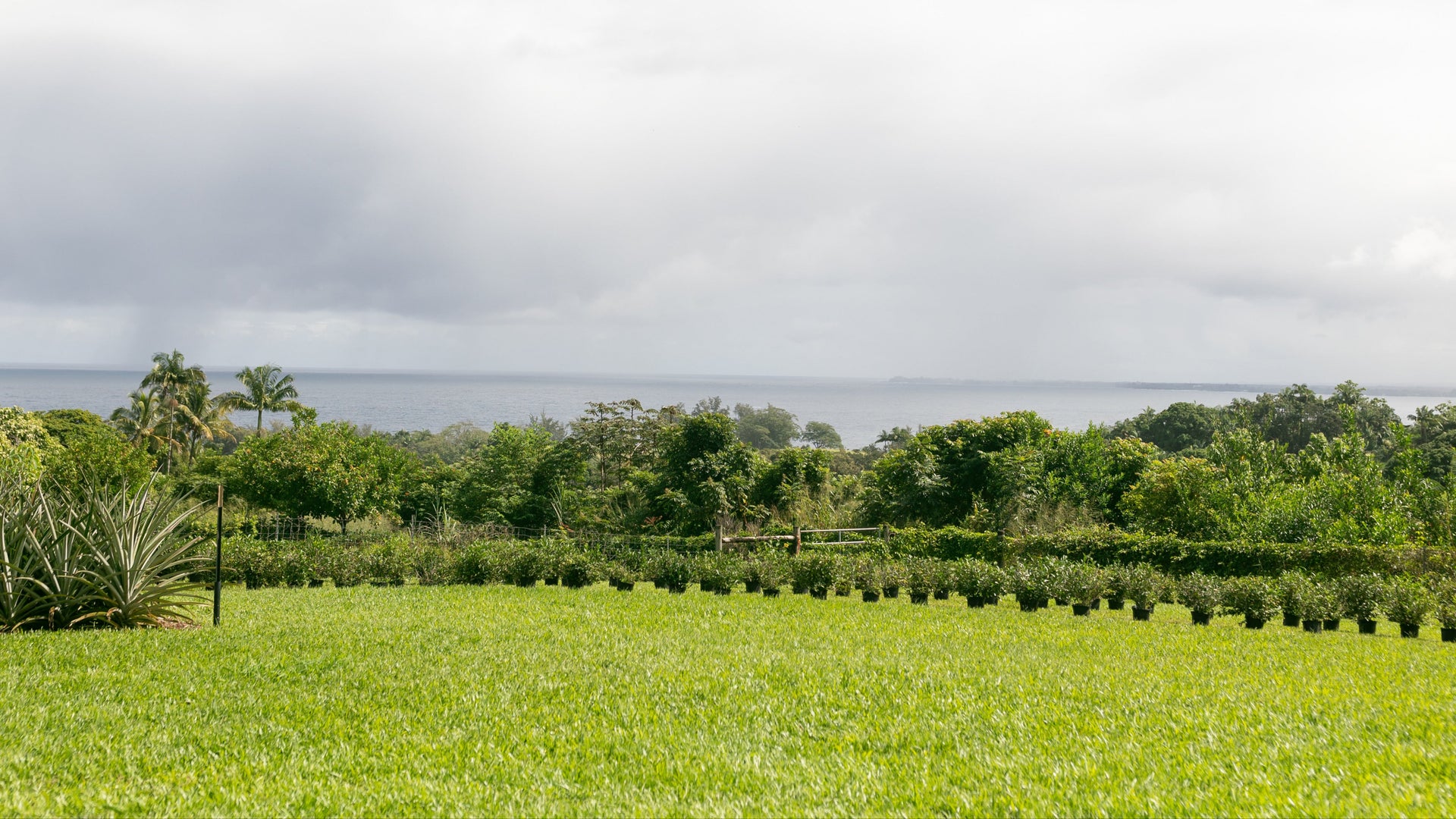 Ancient Leaf Tea | A Farm in Hawaii Specializing in Tea and Botanicals