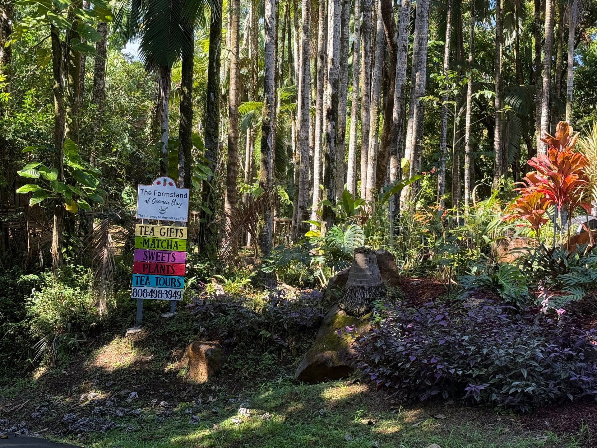 Ancient Leaf Tea | A Farm in Hawaii Specializing in Tea and Botanicals