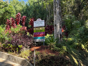 Ancient Leaf Tea | A Farm in Hawaii Specializing in Tea and Botanicals