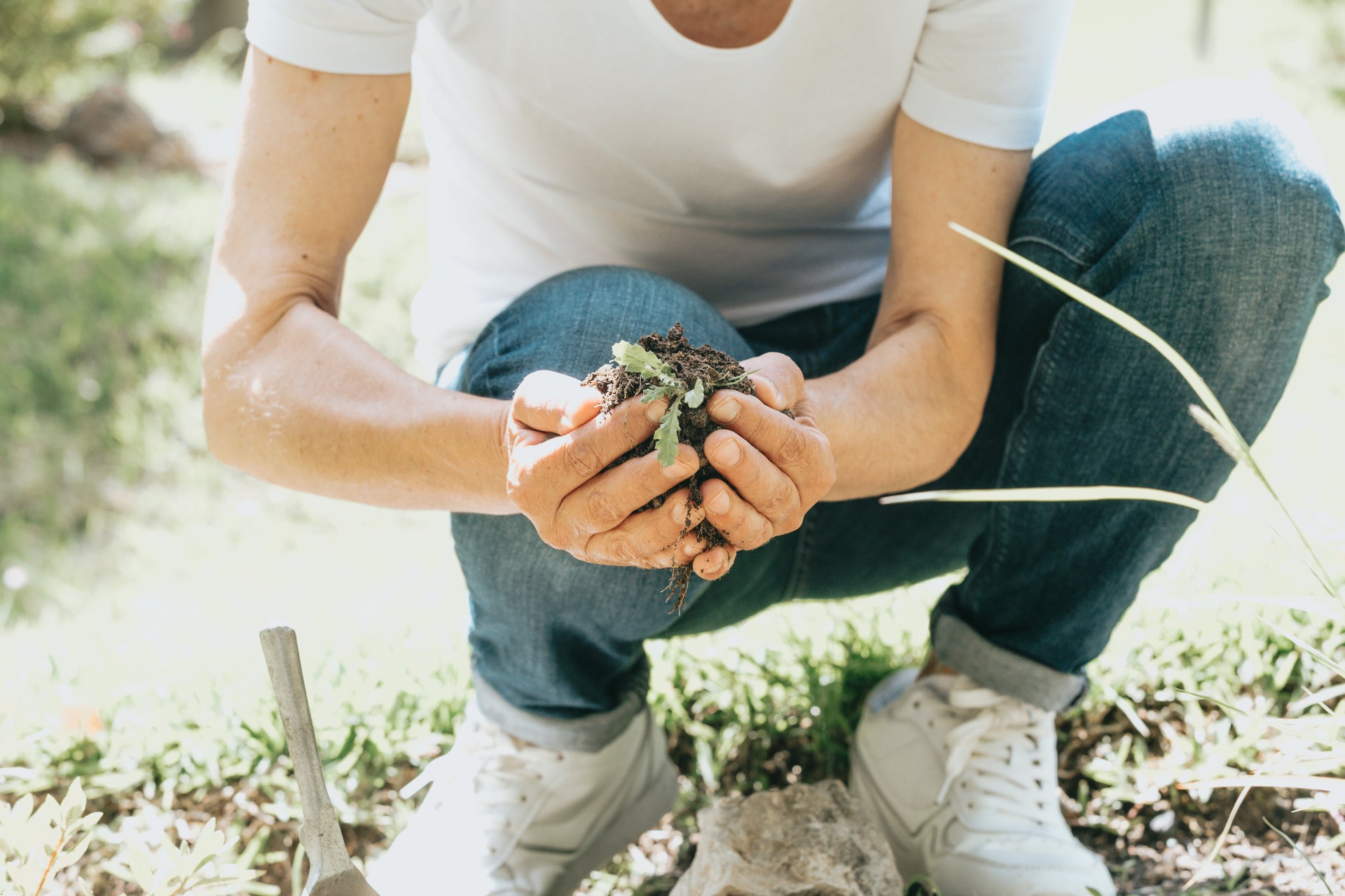 Ancient Leaf Tea | A Farm in Hawaii Specializing in Tea and Botanicals