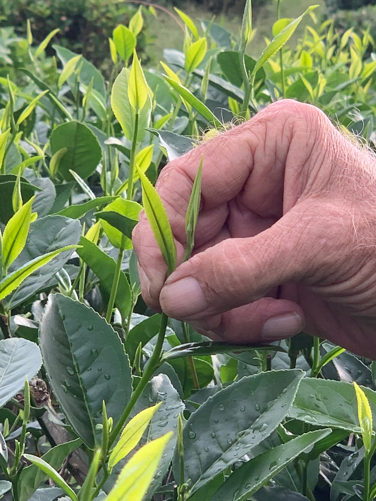 Ancient Leaf Tea | A Farm in Hawaii Specializing in Tea and Botanicals