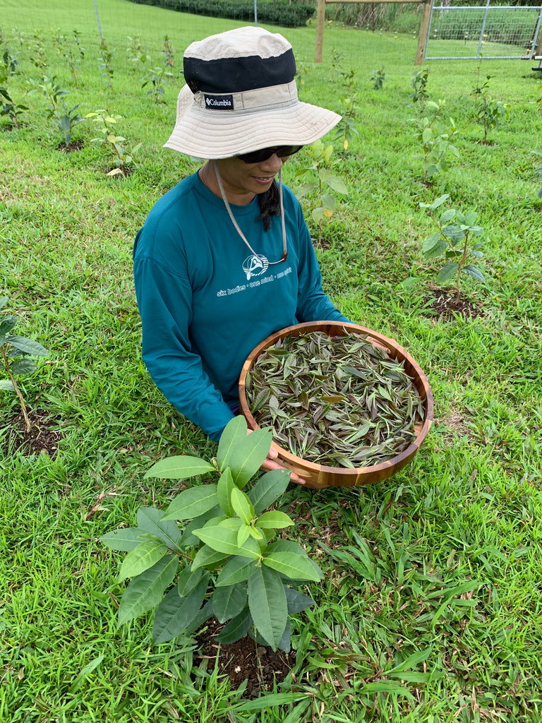 Ancient Leaf Tea | A Farm in Hawaii Specializing in Tea and Botanicals